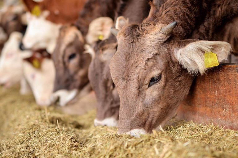 Nutrição Animal serve para que? - IBRA megalab